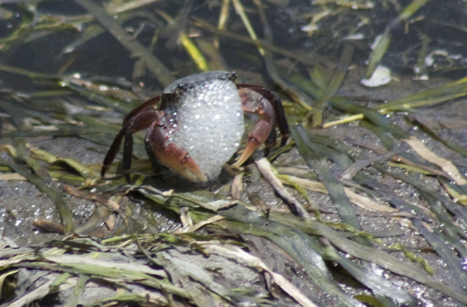 15 natural objects that are really white - life's chemistry press