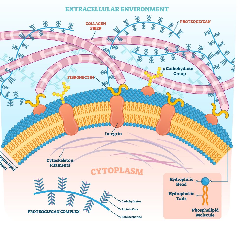 Adult stem cells stay young attached to the basement membrane - Life's ...