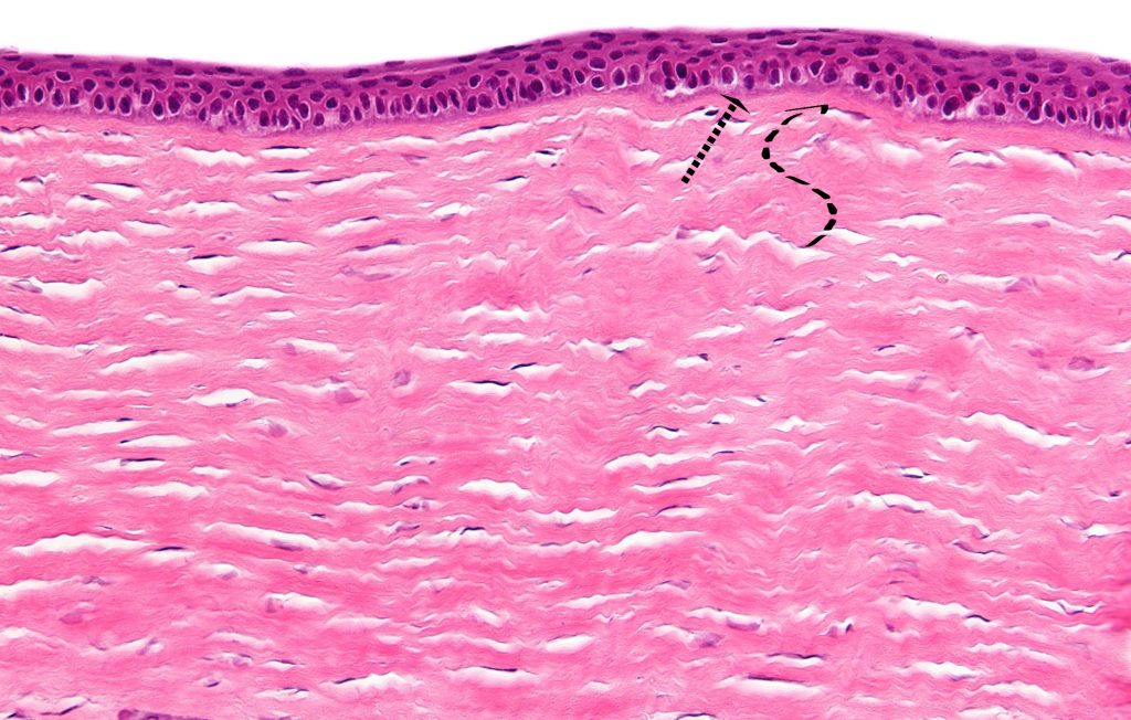 Adult stem cells stay young attached to the basement membrane - Life's ...
