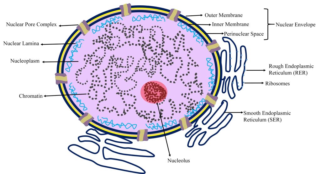 Three reasons nuclear envelope proteins glide into the nucleus