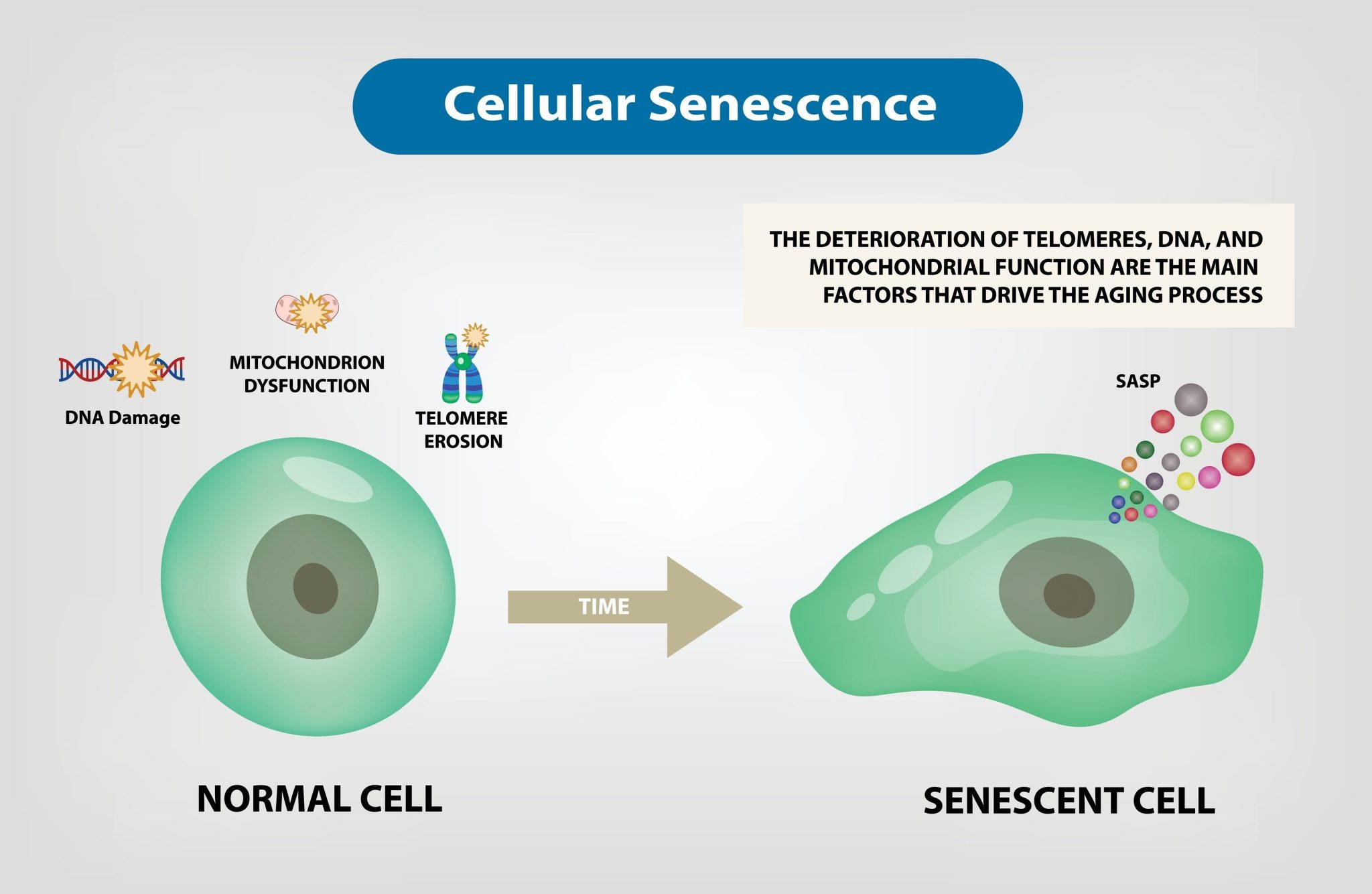 Why it is important to learn about SASP proteins